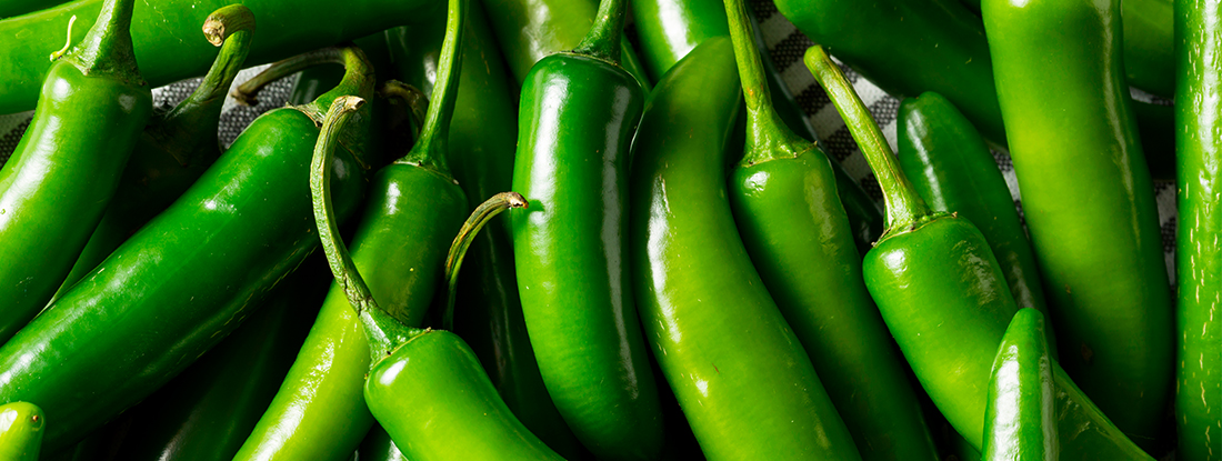 Cultivo De Chiles Verdes How To Grow Hatch Chile – Sandia Seed